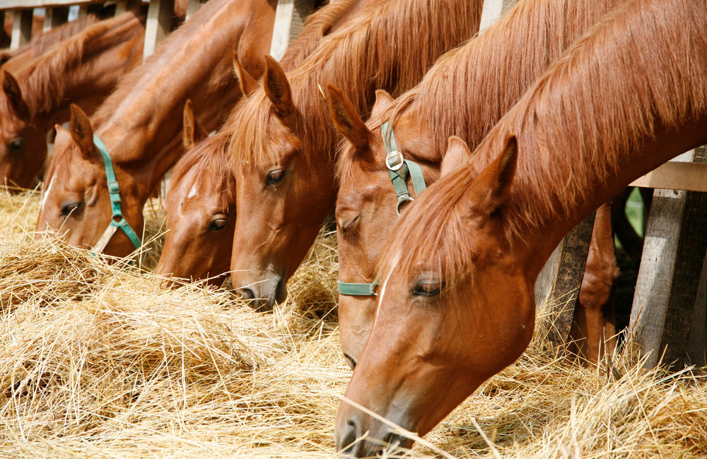 Best Hay To Feed Your Horse Horsezz Best Hay To Feed Your Horse Horsezz